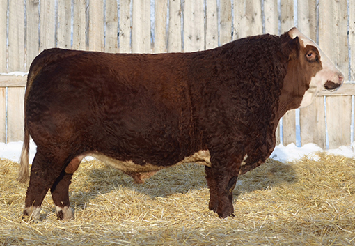 The Fullblood Simmental Fleckvieh Federation | One Breed One World