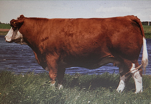The Fullblood Simmental Fleckvieh Federation | One Breed One World