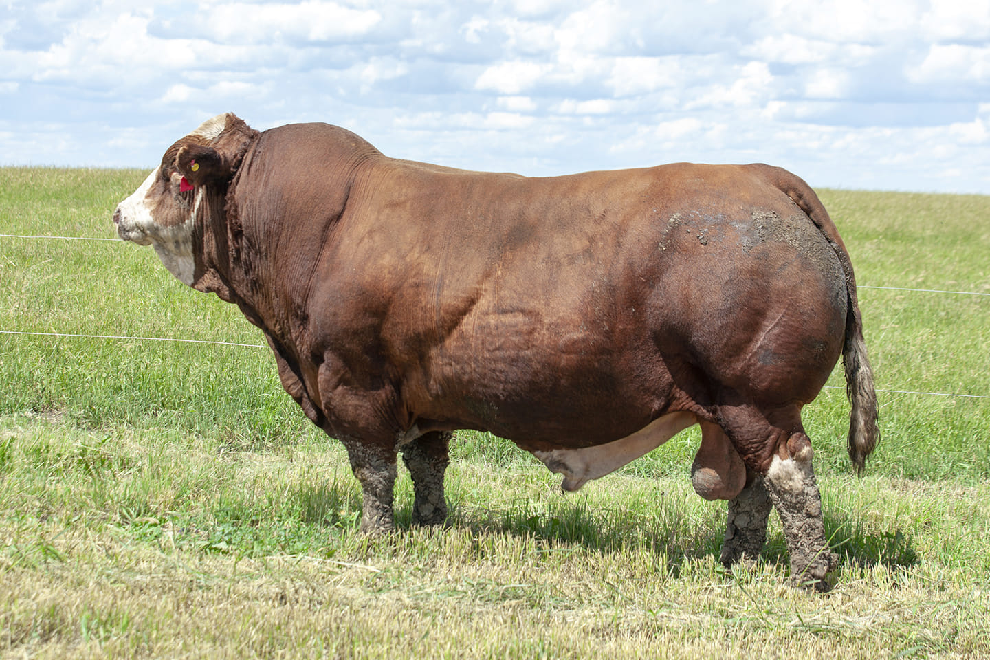 The Fullblood Simmental Fleckvieh Federation | One Breed One World